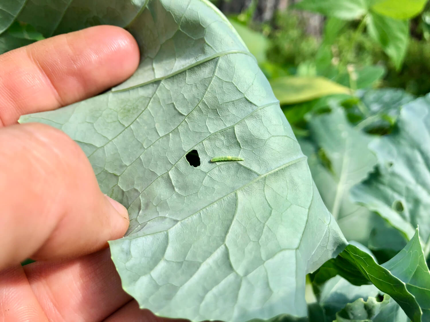 Lehtikaalin kasvatus: Näin onnistut helposti