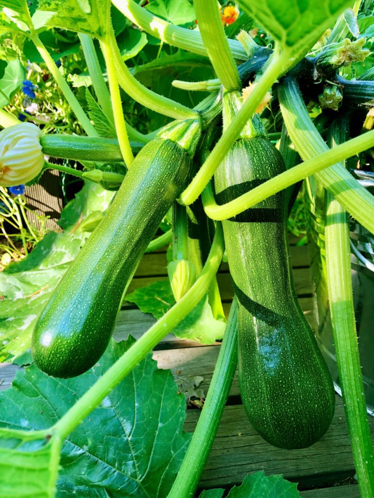 Kes kurpitsan Kasvatus Helpot Ohjeet Ja Vinkit Puutarhaan kes-kurpitsan-kasvatus-helpot-ohjeet-ja-vinkit-puutarhaan