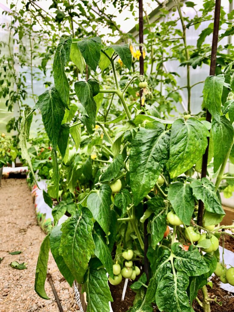 Tomaatin kasvatus avomaalla: Helpot hoito-ohjeet ja vinkit